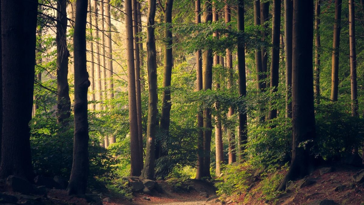 Tips voor het fotograferen in het bos | digifoto Starter