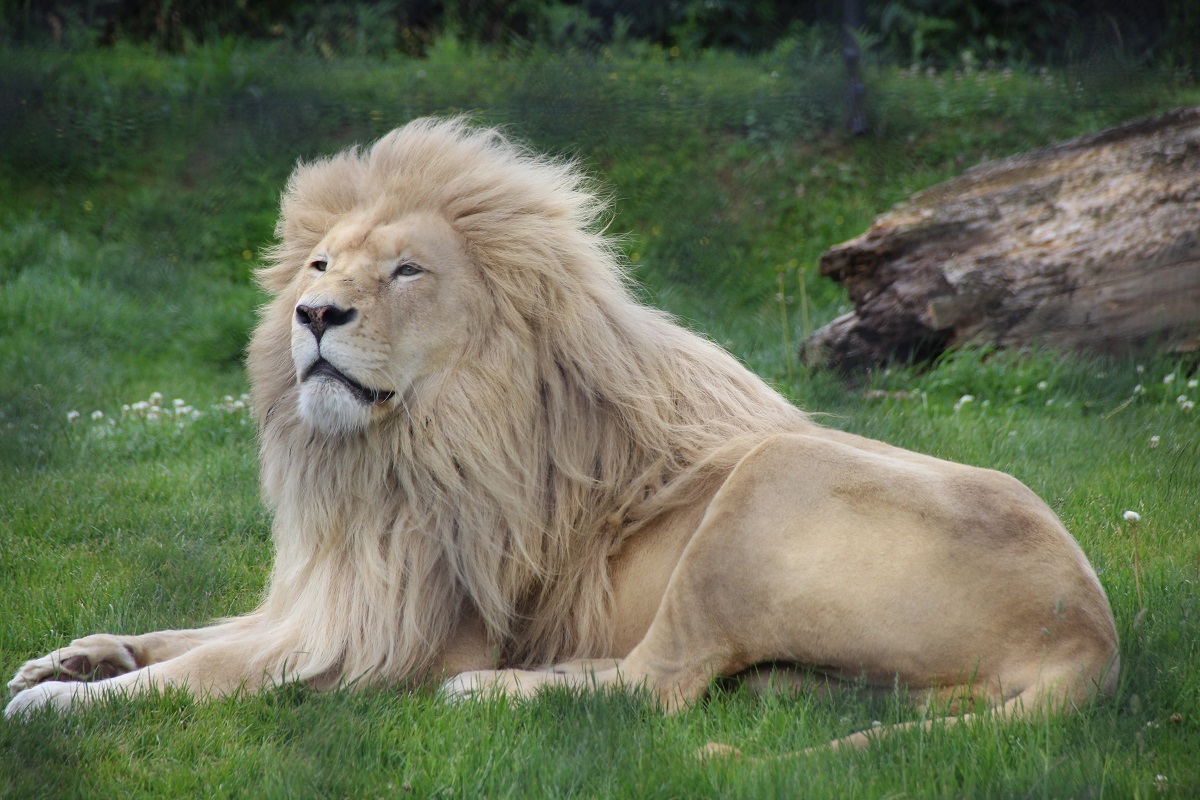 In de spotlight: ‘Witte Leeuw’ van Georgine von Schwartzenberg ...