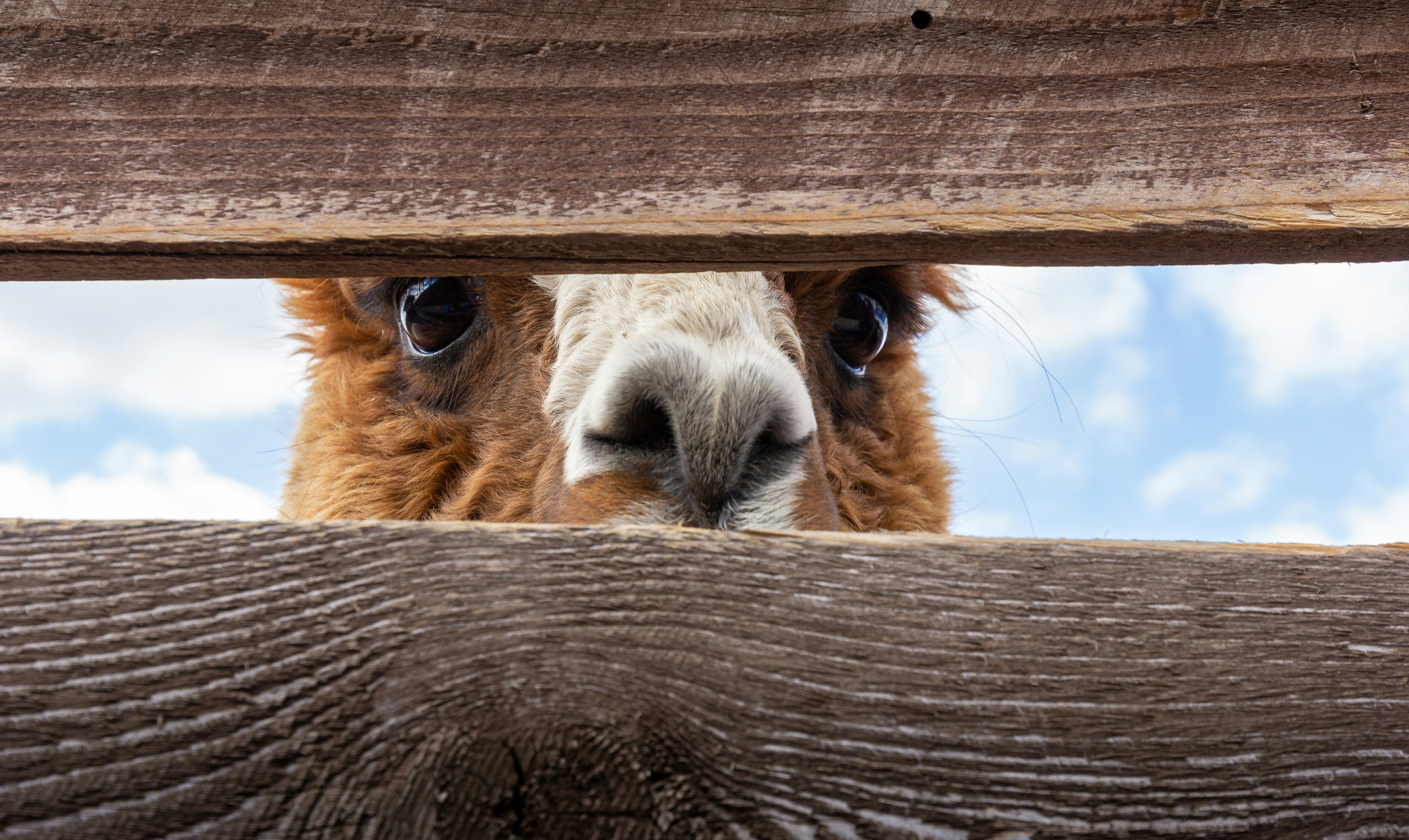 Grappige foto's maken: leren met humor | digifoto Starter