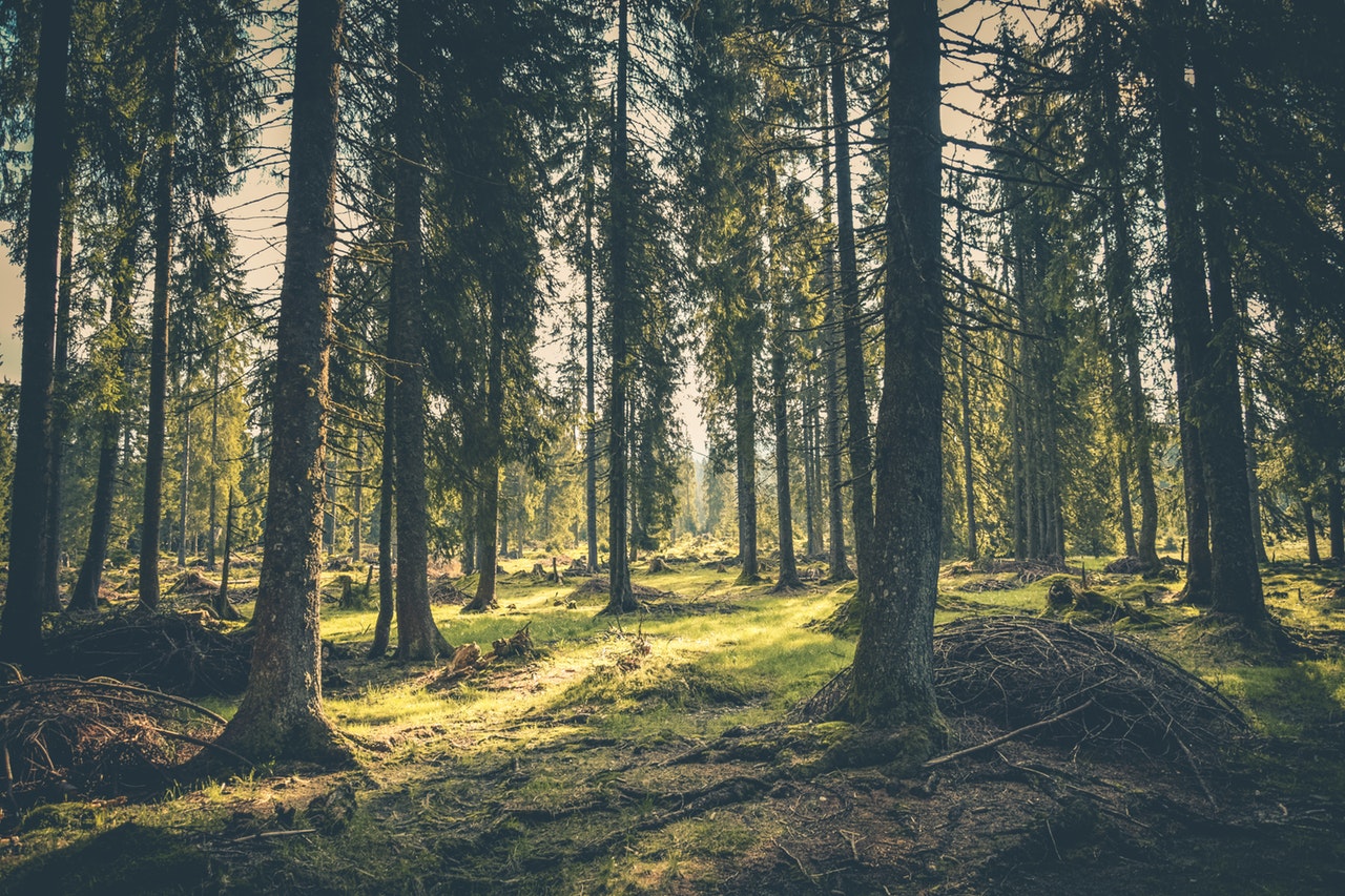 8 tips voor fotograferen in het bos | digifoto Starter