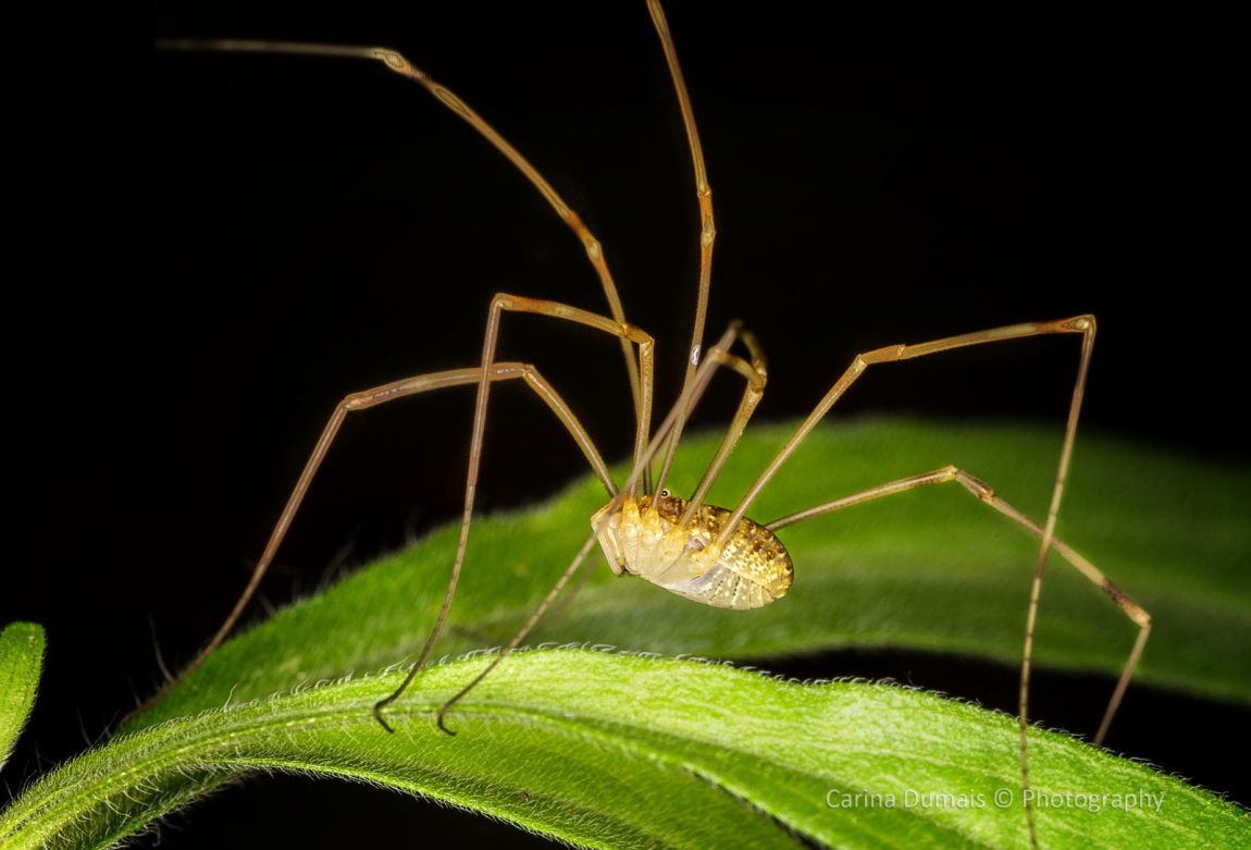 Hooiwagenspin | digifoto Starter