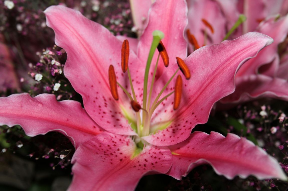 Mooie bloem. | digifoto Starter