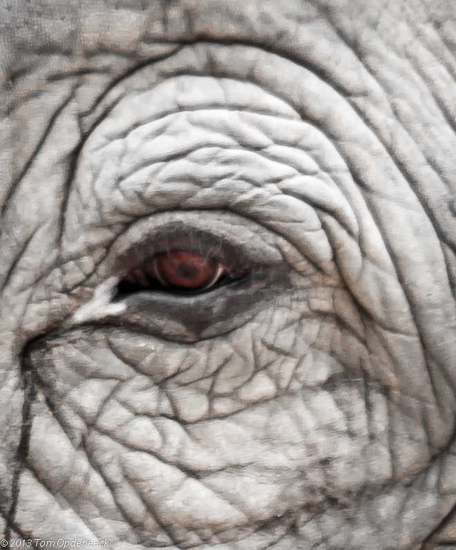 Het oog van de olifant | digifoto Starter
