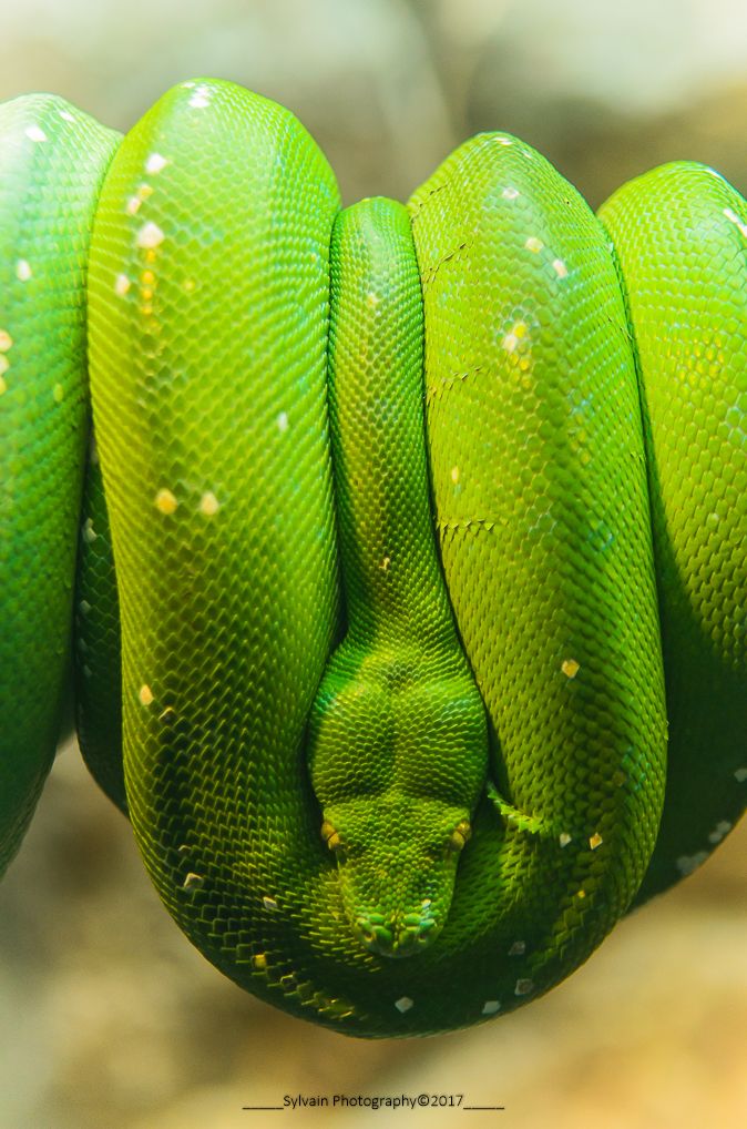groene boom python | digifoto Starter